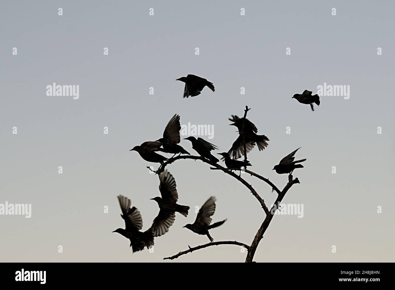 Sturnus unicolor - The black starling is a species of passerine bird in ...