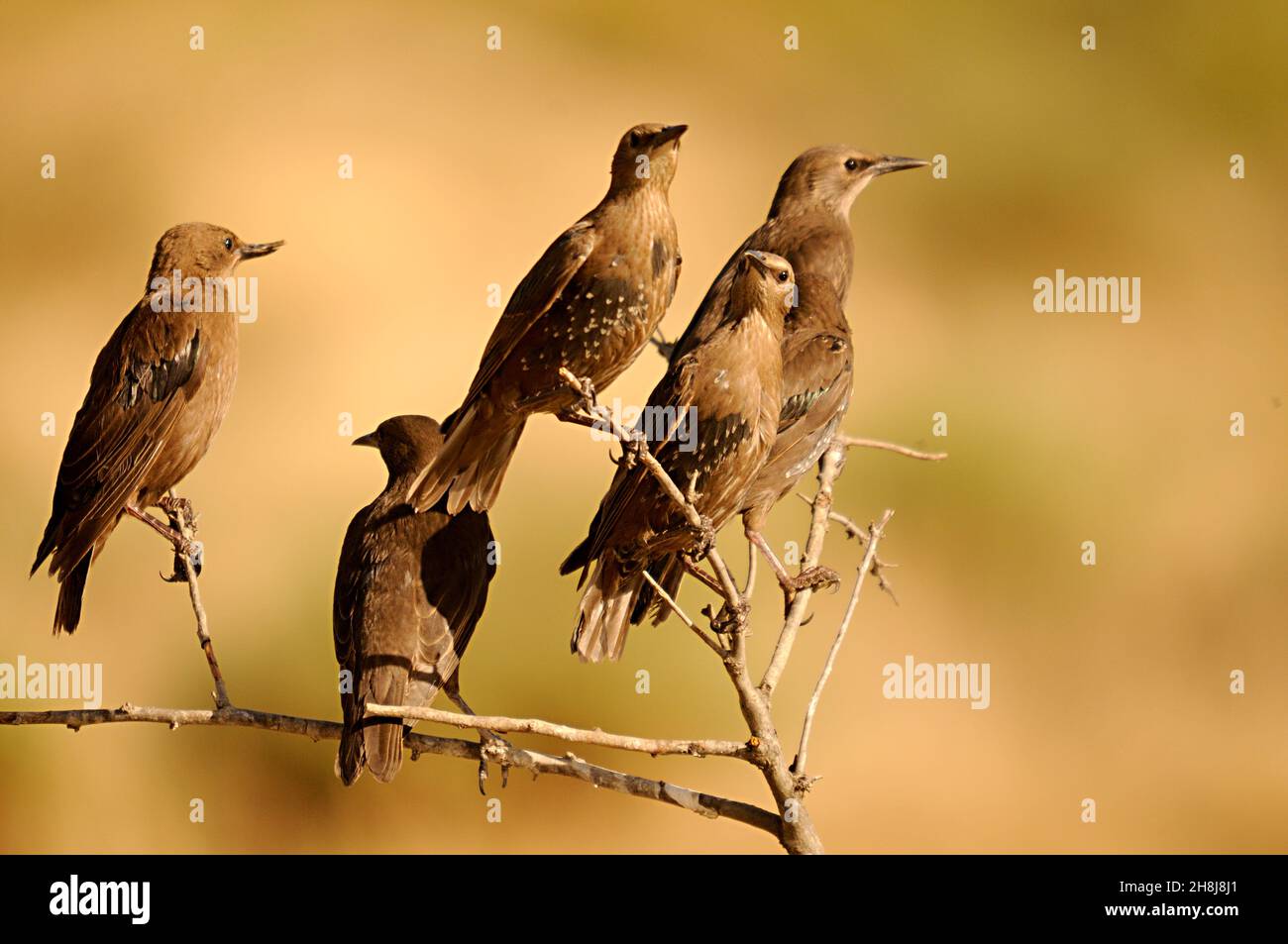 Sturnus unicolor - The black starling is a species of passerine bird in ...