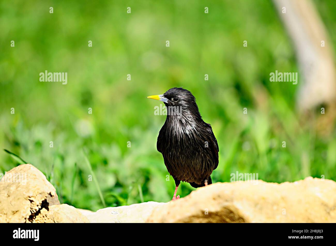 Sturnus unicolor - The black starling is a species of passerine bird in ...