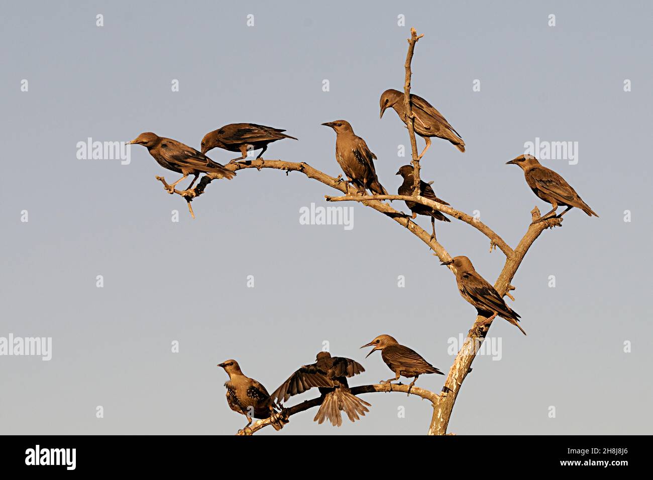 Sturnus unicolor - The black starling is a species of passerine bird in ...