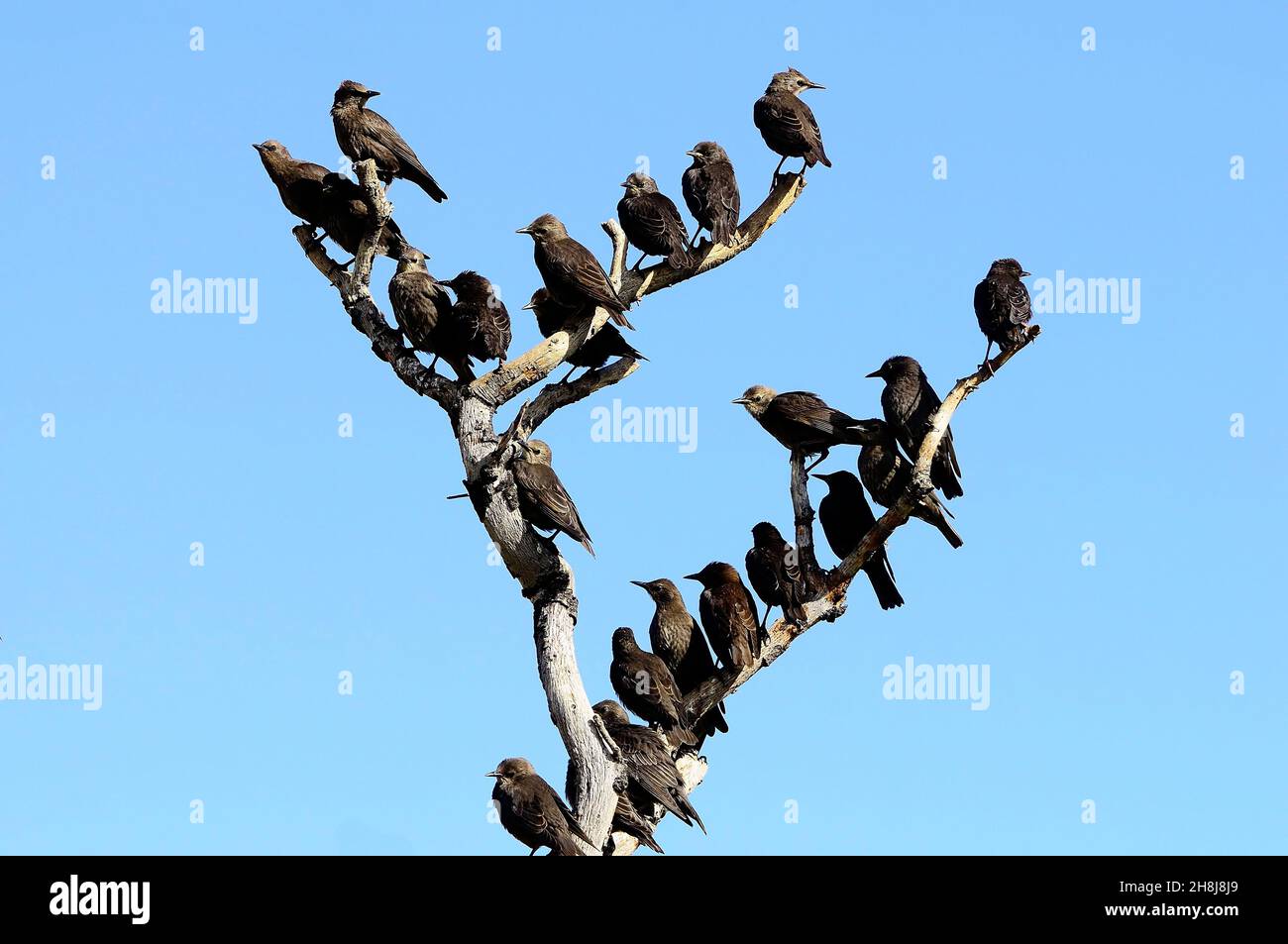 Sturnus unicolor - The black starling is a species of passerine bird in ...