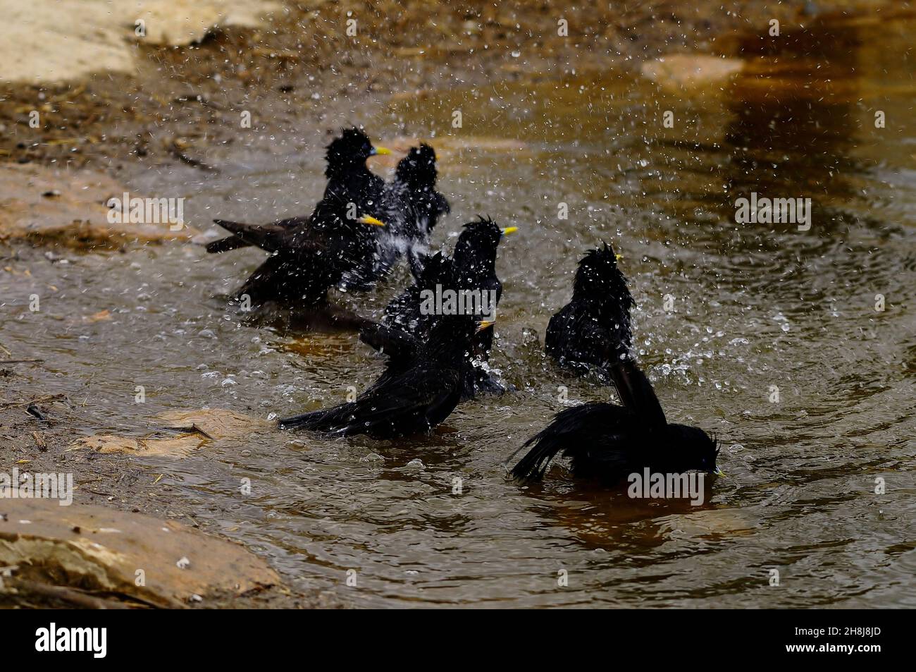 Sturnus unicolor - The black starling is a species of passerine bird in ...