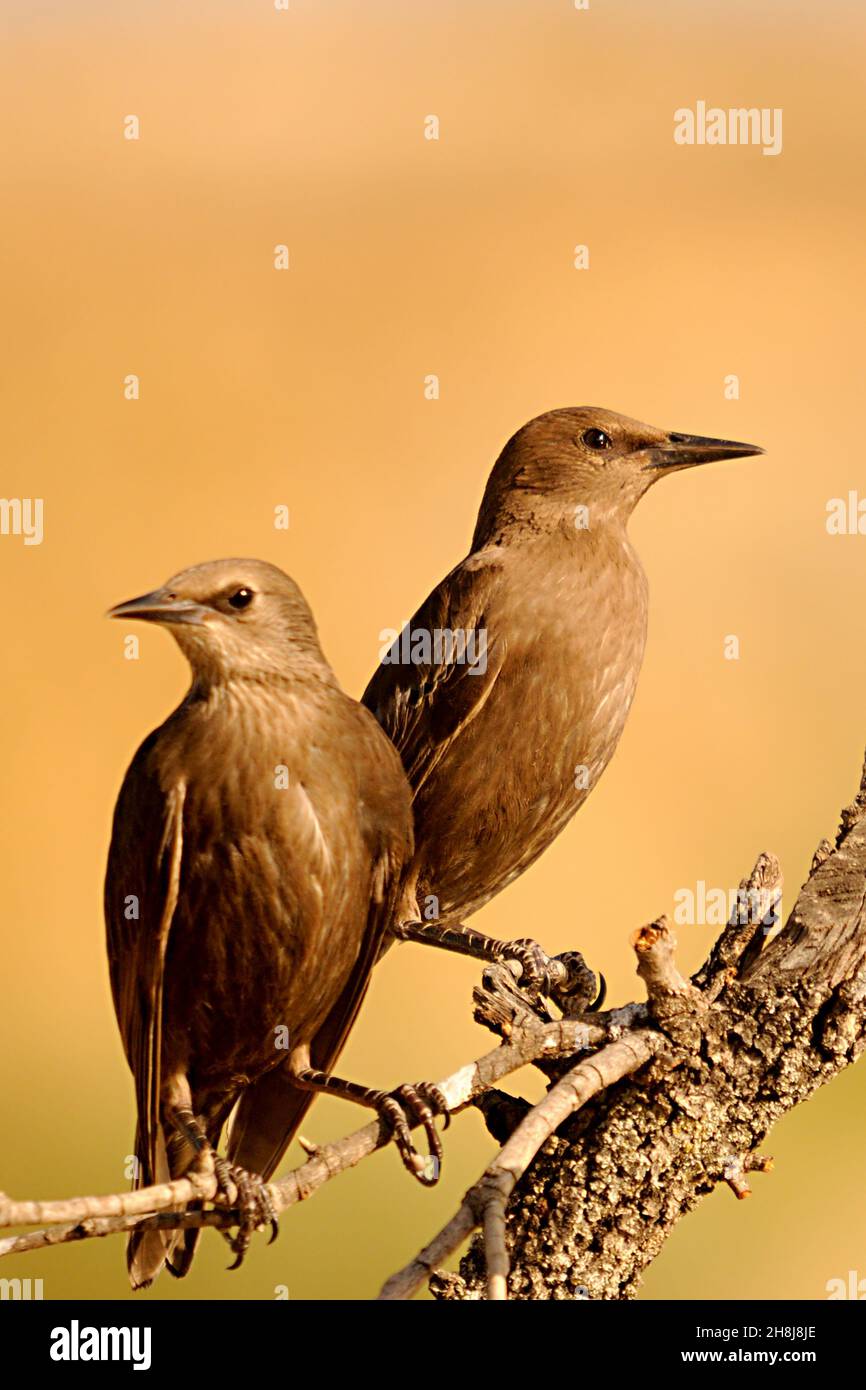 Sturnus unicolor - The black starling is a species of passerine bird in ...