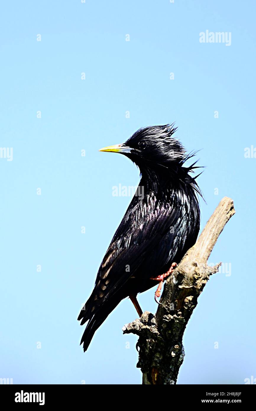 Sturnus unicolor - The black starling is a species of passerine bird in ...