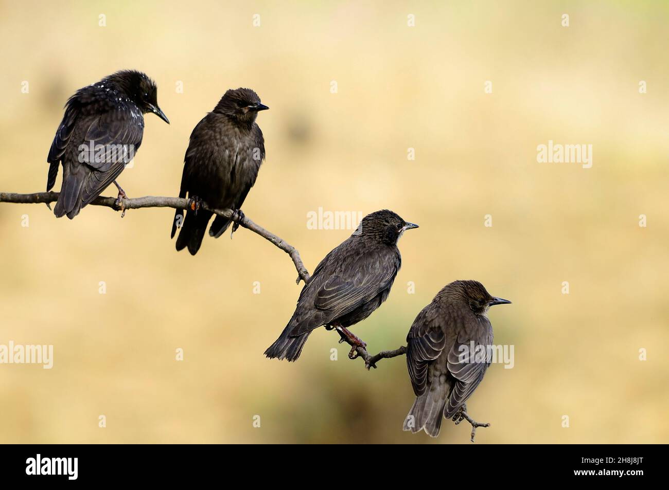 Sturnus unicolor - The black starling is a species of passerine bird in ...