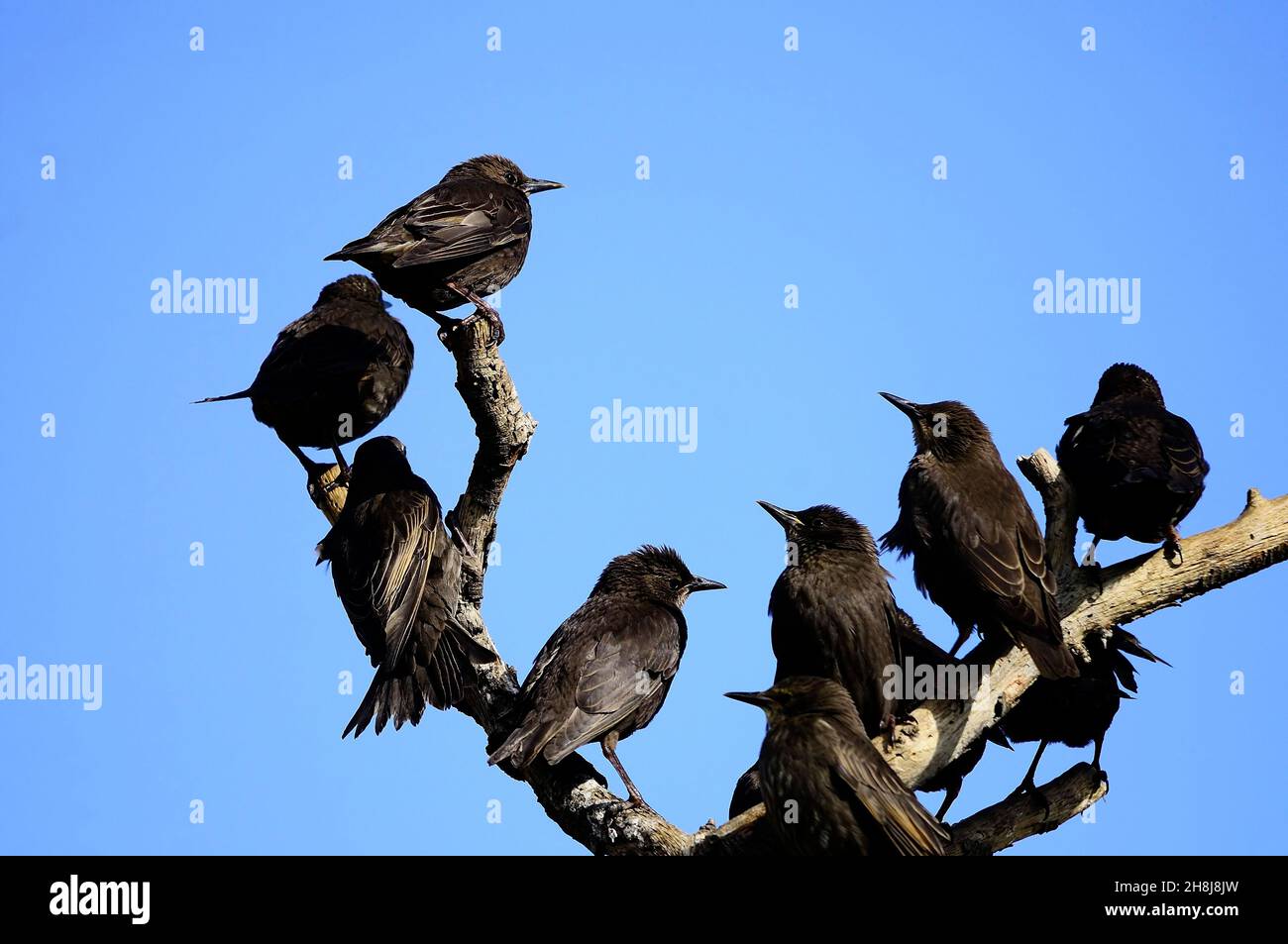 Sturnus unicolor - The black starling is a species of passerine bird in ...