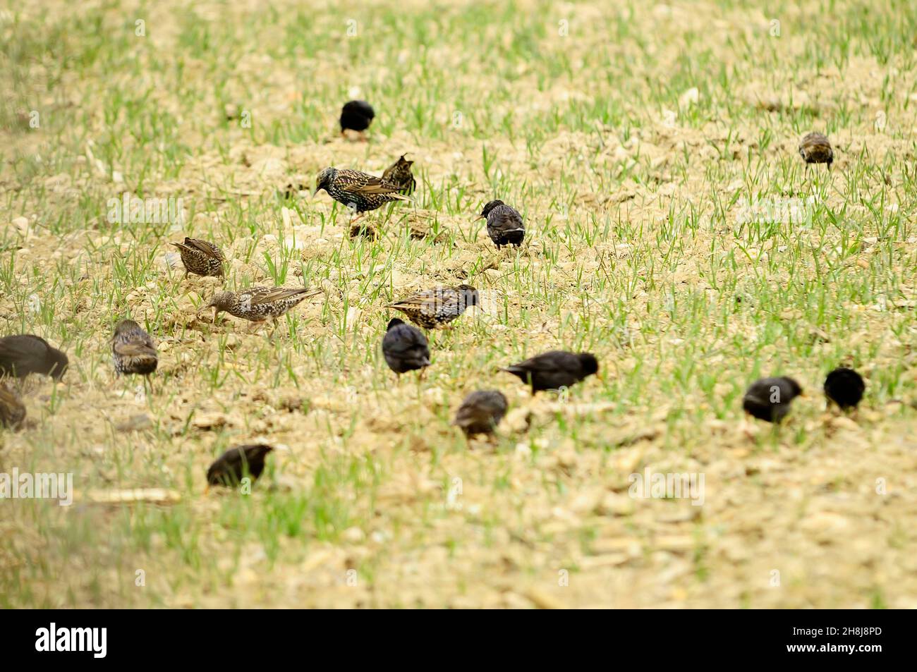 Sturnus unicolor - The black starling is a species of passerine bird in ...