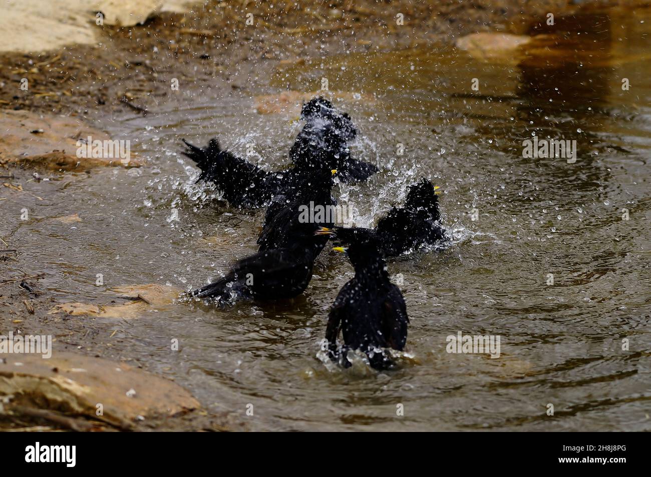 Sturnus unicolor - The black starling is a species of passerine bird in ...