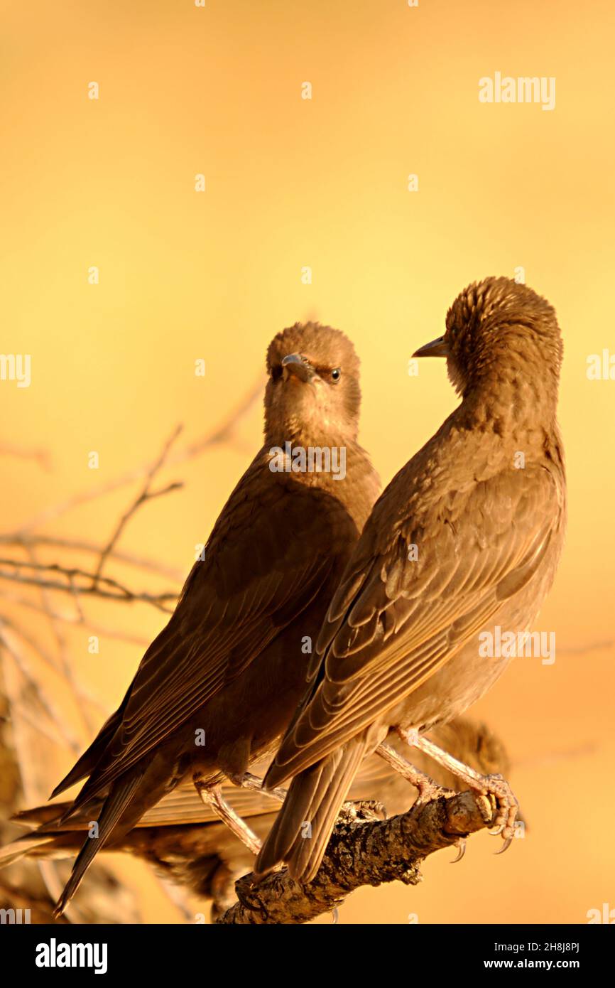 Sturnus unicolor - The black starling is a species of passerine bird in ...