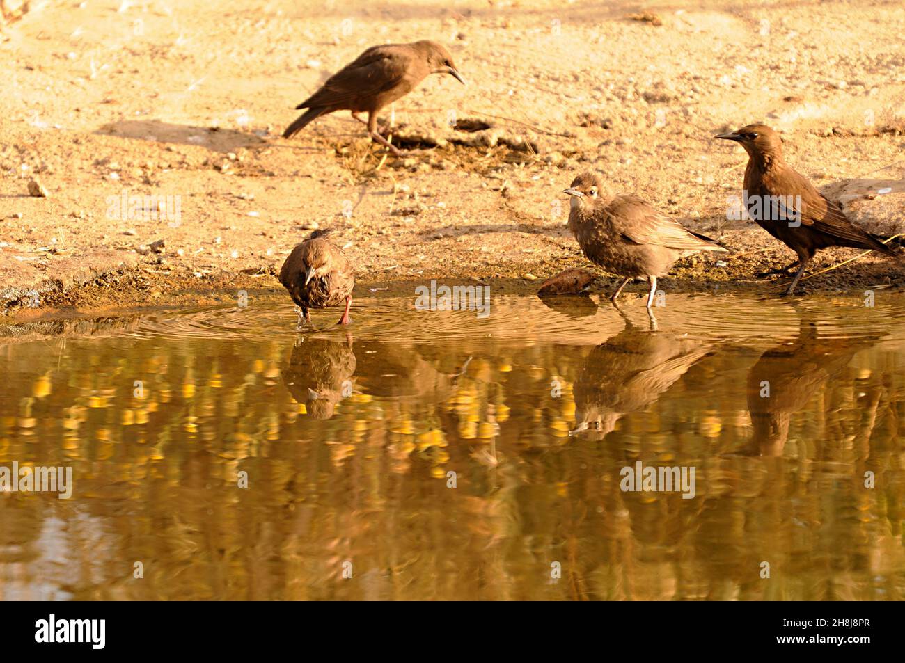 Sturnus unicolor - The black starling is a species of passerine bird in ...
