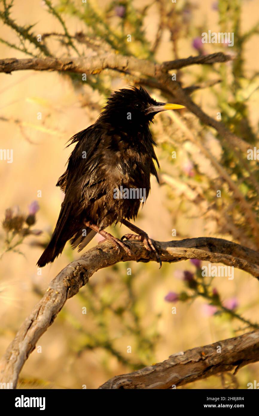 Sturnus unicolor - The black starling is a species of passerine bird in ...