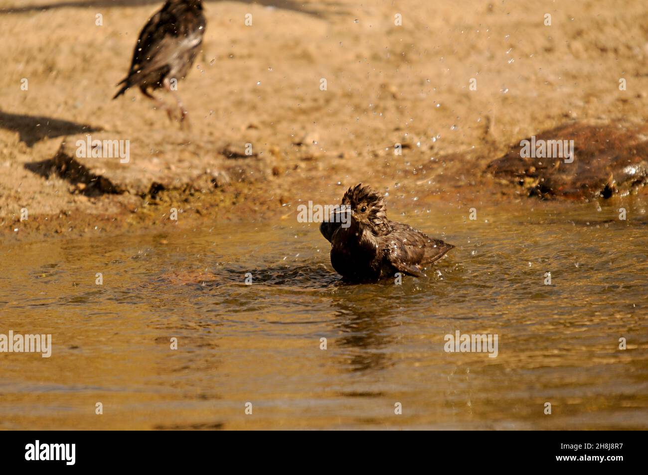 Sturnus unicolor - The black starling is a species of passerine bird in ...