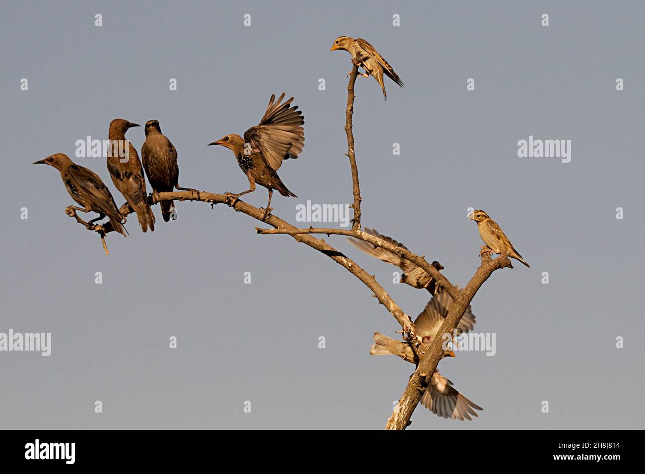 Sturnus unicolor - The black starling is a species of passerine bird in ...