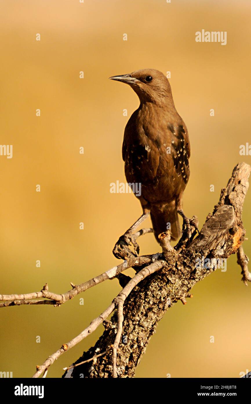 Sturnus unicolor - The black starling is a species of passerine bird in ...