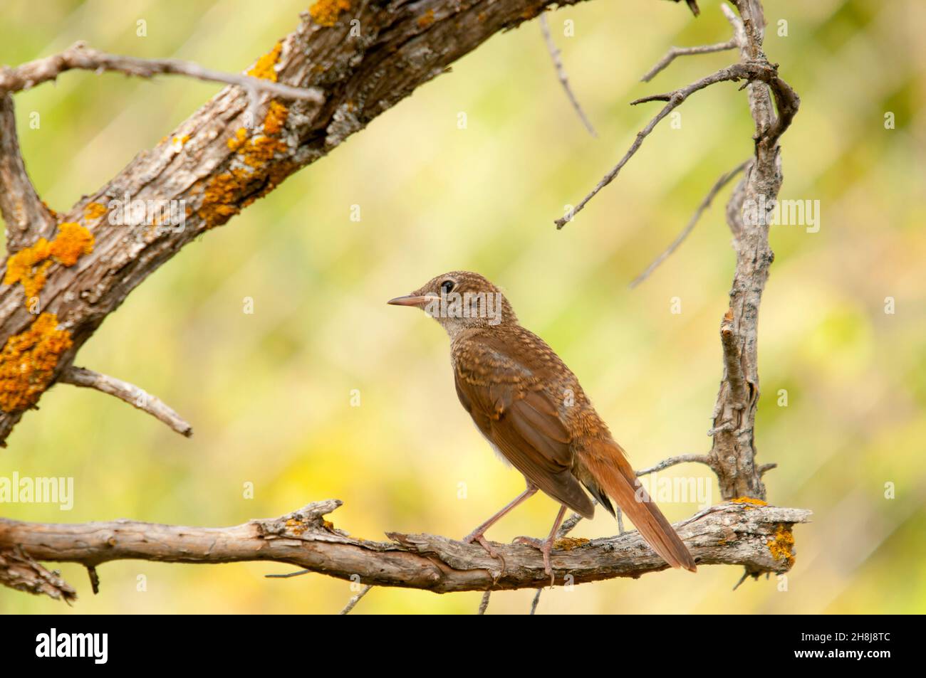 Sturnus unicolor - The black starling is a species of passerine bird in ...