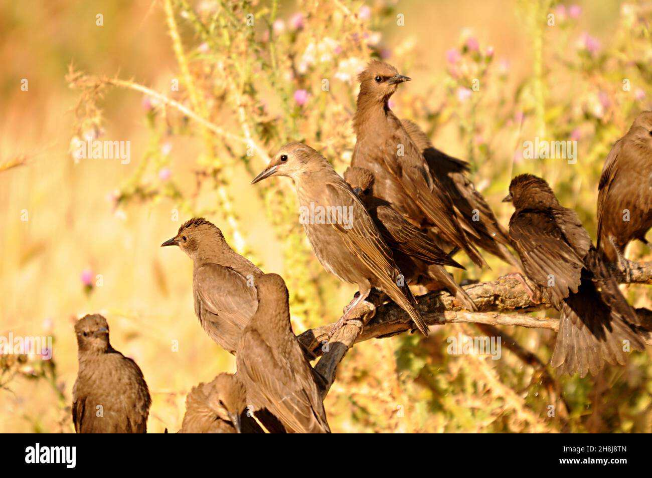 Sturnus unicolor - The black starling is a species of passerine bird in ...