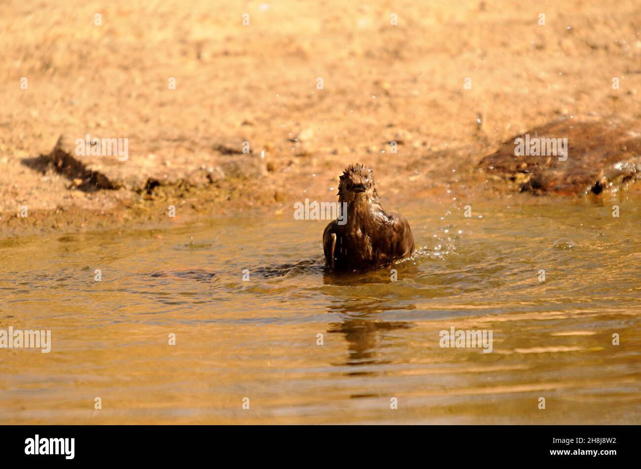 Sturnus unicolor - The black starling is a species of passerine bird in ...