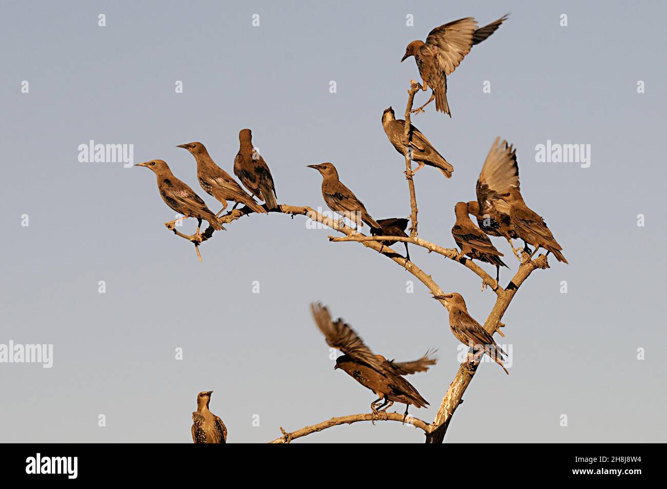 Sturnus unicolor - The black starling is a species of passerine bird in ...