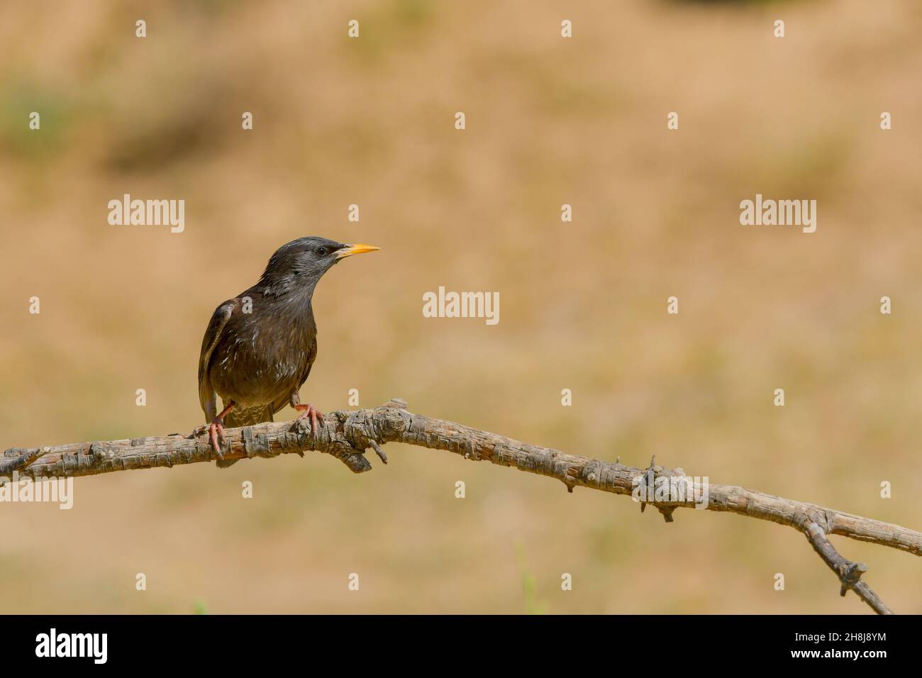 Sturnus unicolor - The black starling is a species of passerine bird in ...