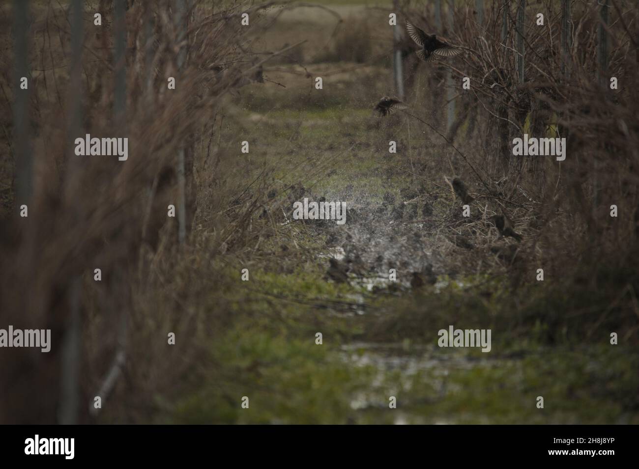 Sturnus unicolor - The black starling is a species of passerine bird in ...