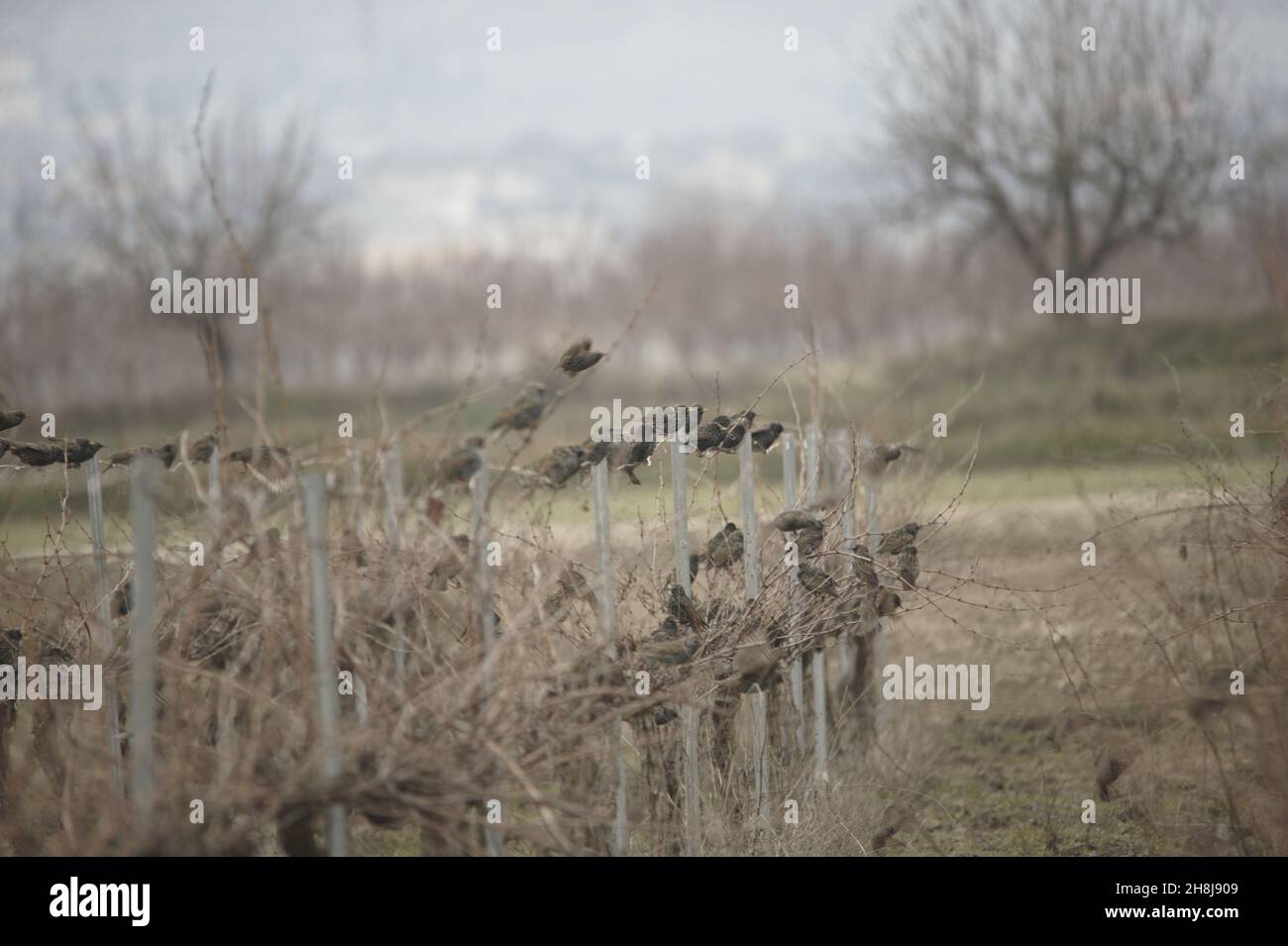 Sturnus unicolor - The black starling is a species of passerine bird in ...