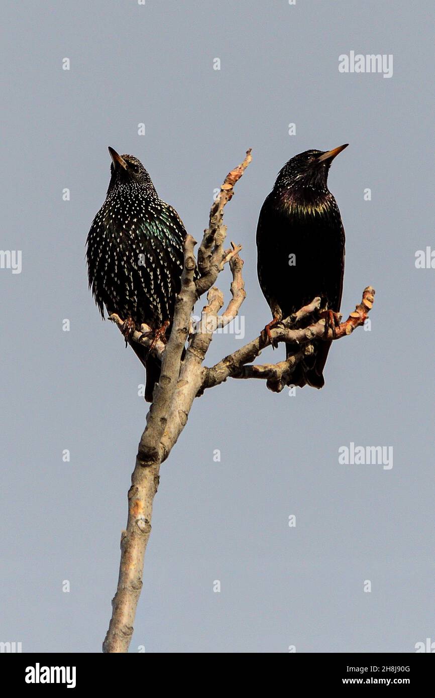 Sturnus unicolor - The black starling is a species of passerine bird in ...