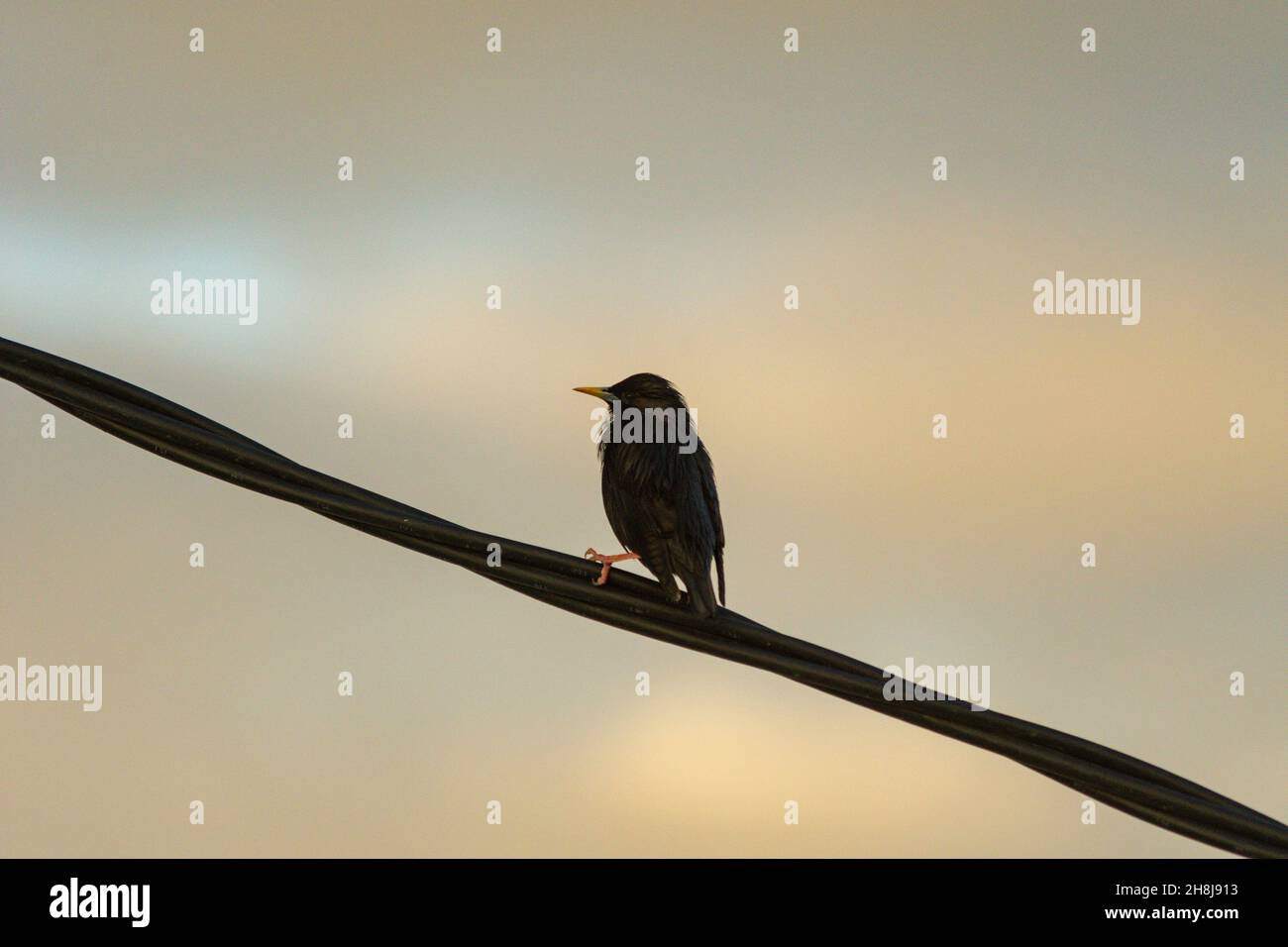 Sturnus unicolor - The black starling is a species of passerine bird in ...