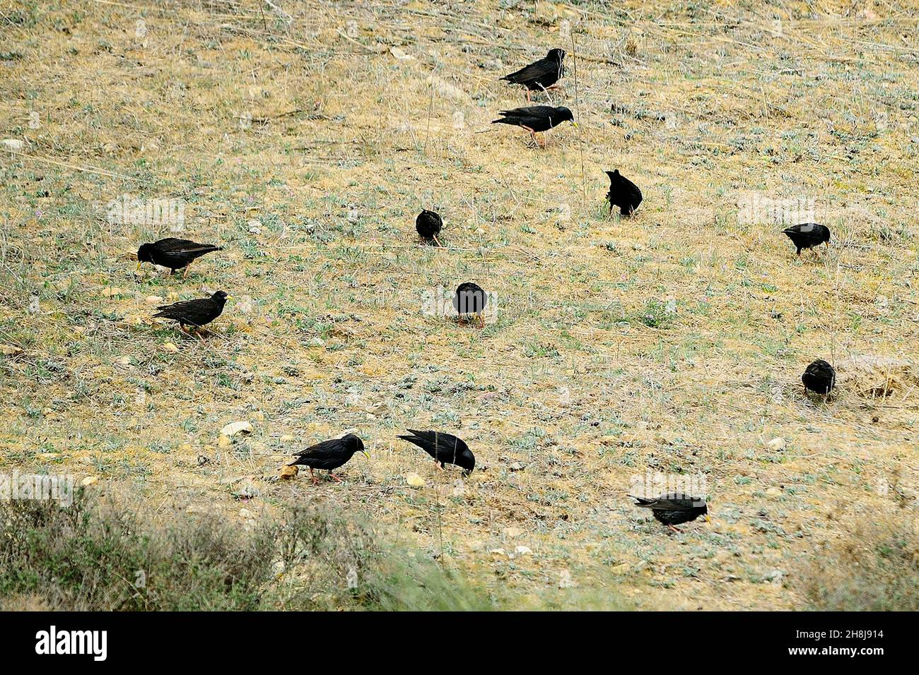 Sturnus unicolor - The black starling is a species of passerine bird in ...