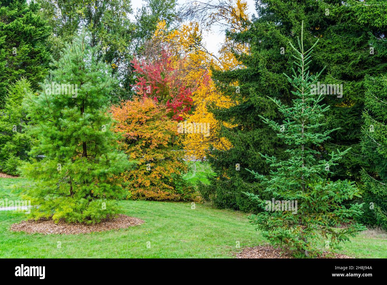 Fall foliage along the road through Washington Park Arboretum in ...