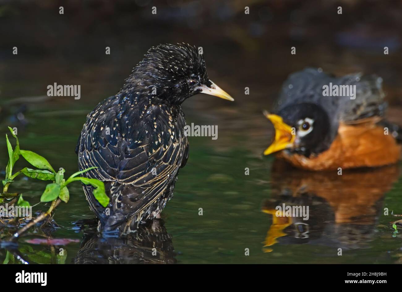 Birds squabble hi-res stock photography and images - Alamy