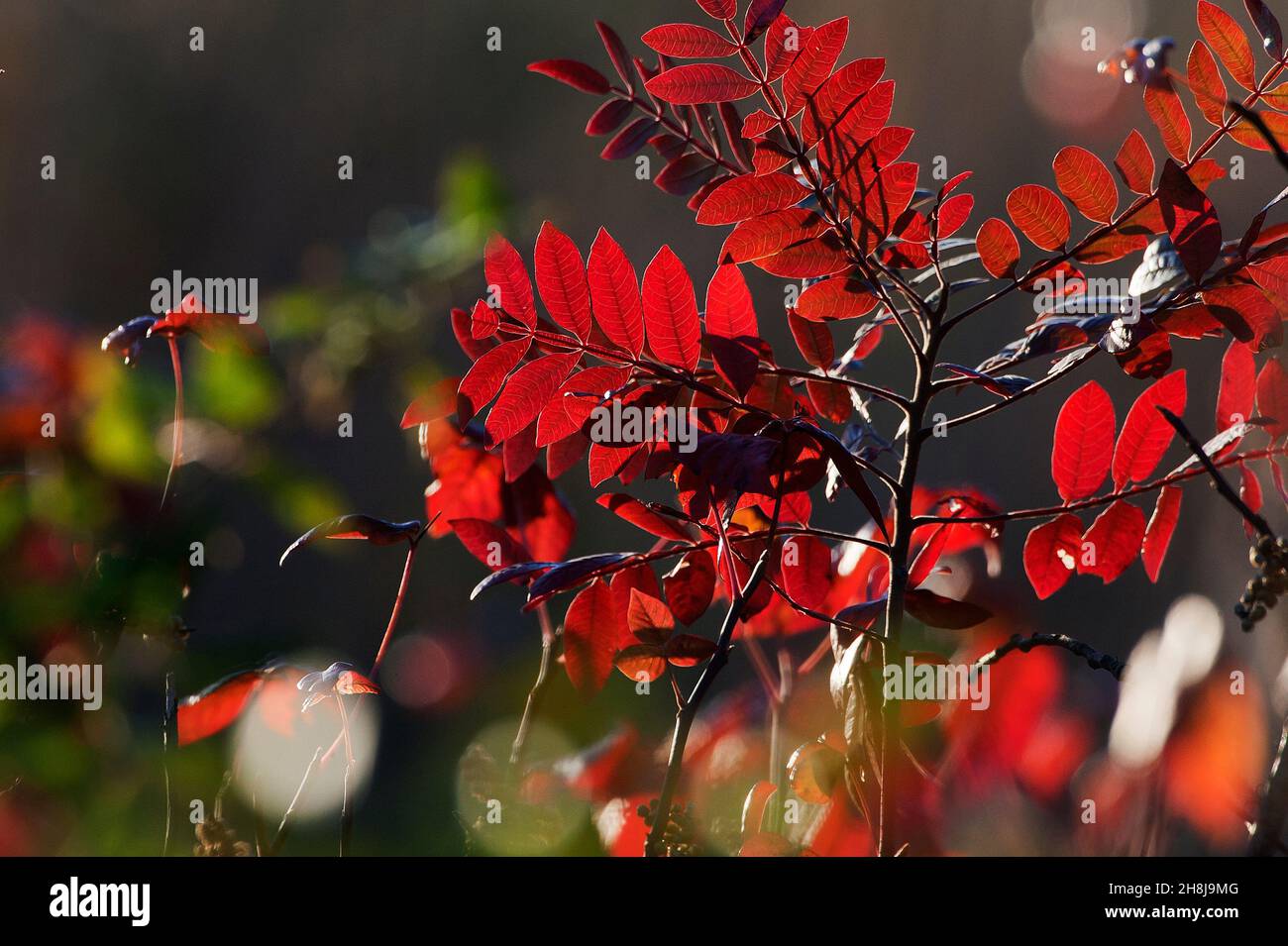 Winged sumac leaves in autumn Stock Photo - Alamy