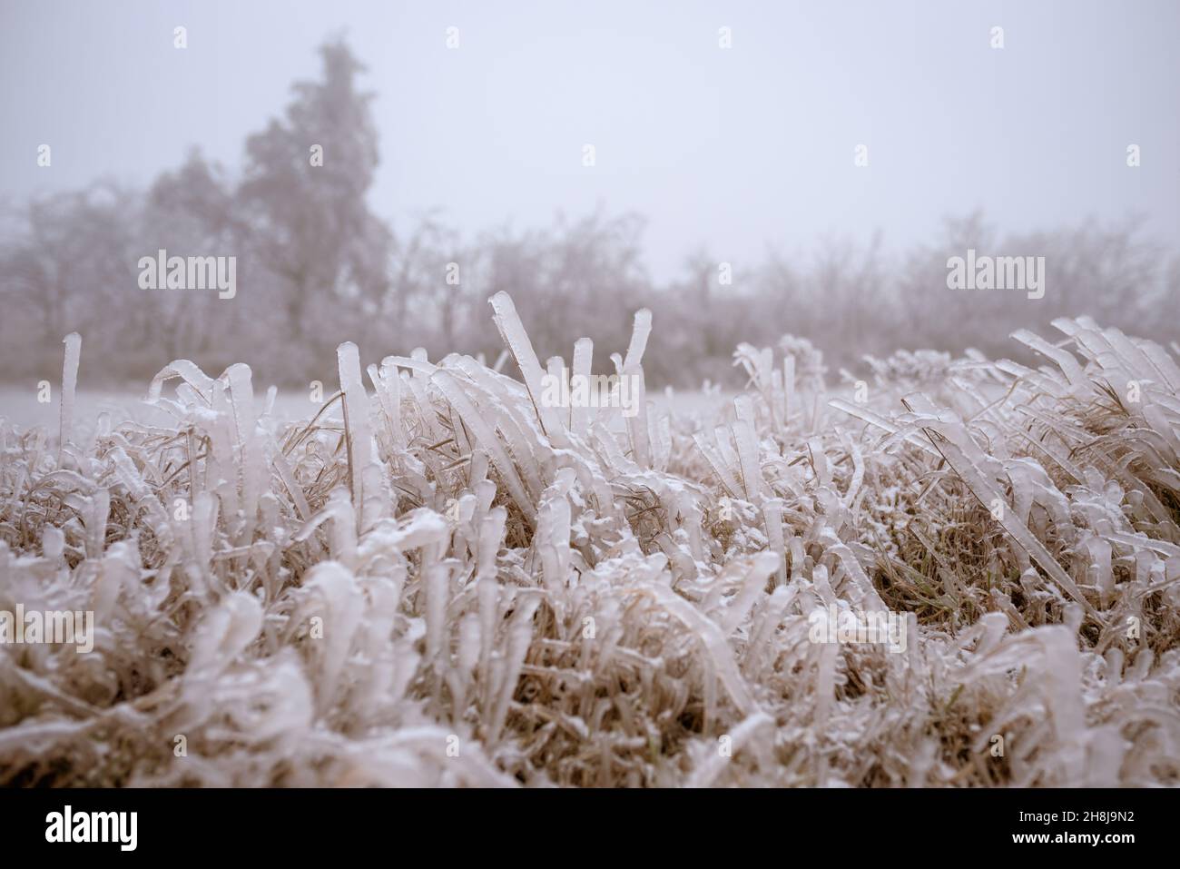 Grass landscape covered in frozen rain. winter landscape after a ...