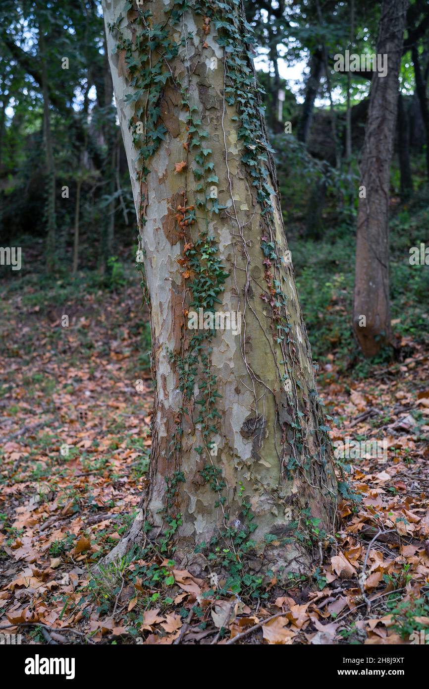 Tree from Catalonia forest Stock Photo - Alamy