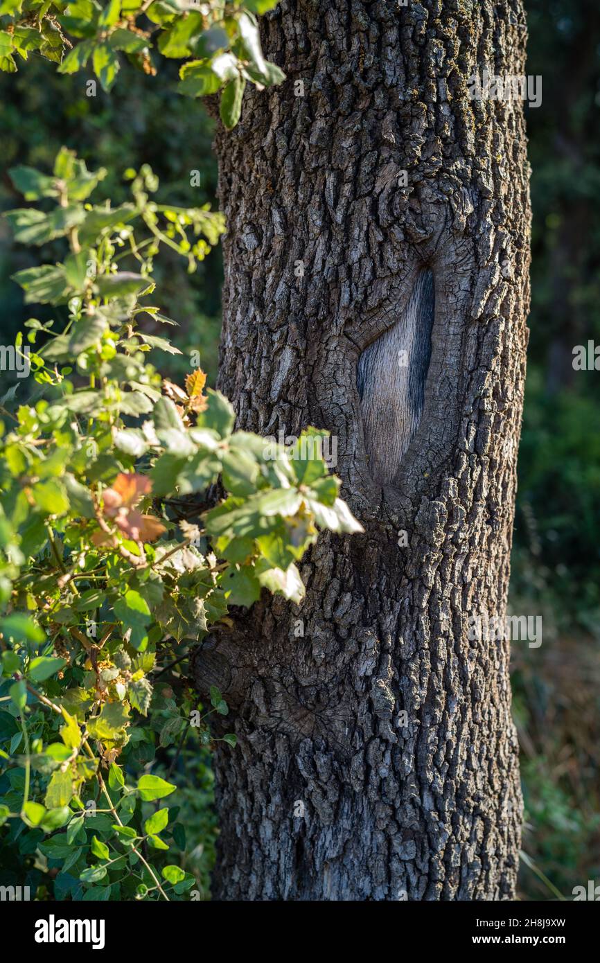 Tree from Catalonia forest Stock Photo - Alamy