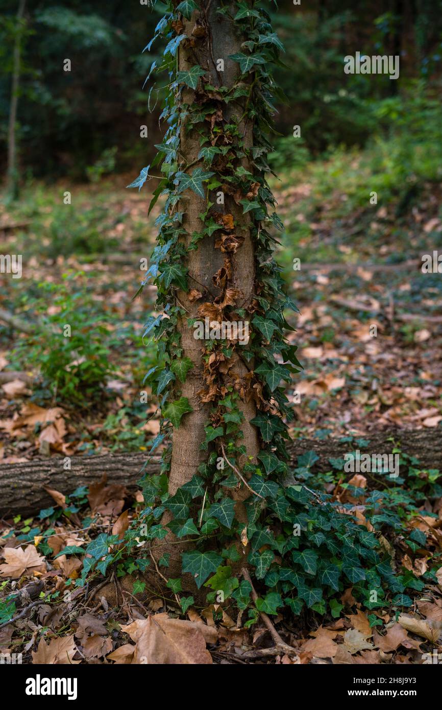 Tree from Catalonia forest Stock Photo - Alamy