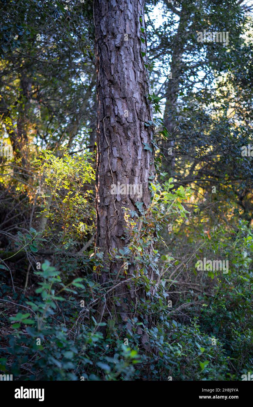 Tree from Catalonia forest Stock Photo - Alamy