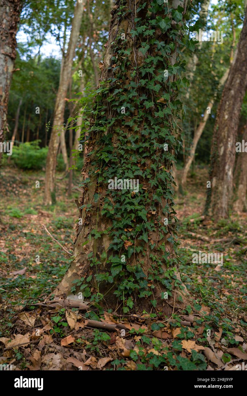 Tree from Catalonia forest Stock Photo - Alamy