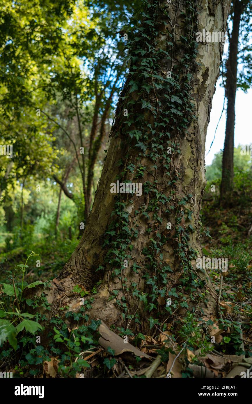 Tree from Catalonia forest Stock Photo - Alamy
