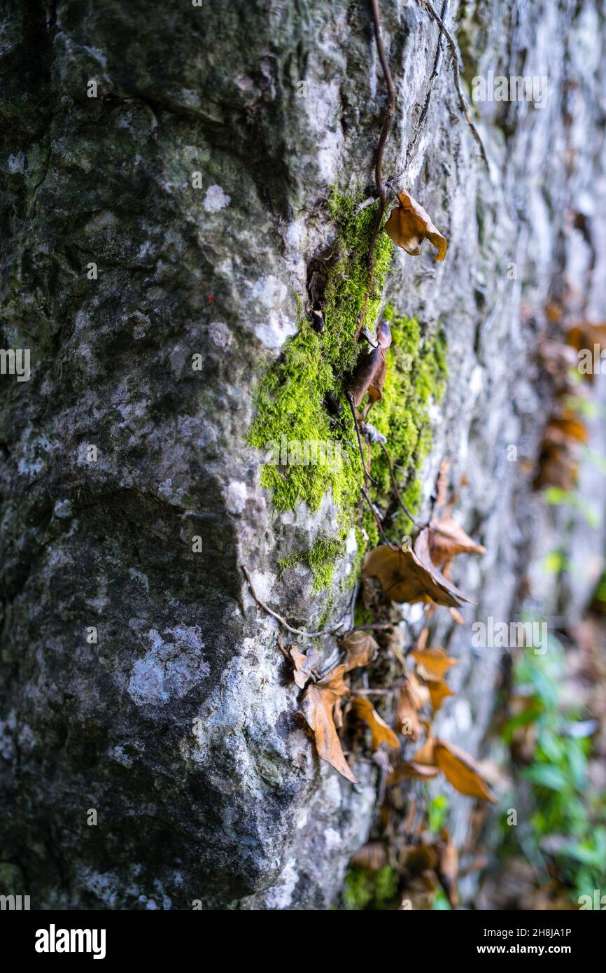 Tree from Catalonia forest Stock Photo - Alamy