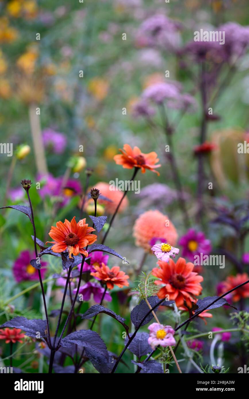 Heliopsis bleeding hearts hi-res stock photography and images - Alamy
