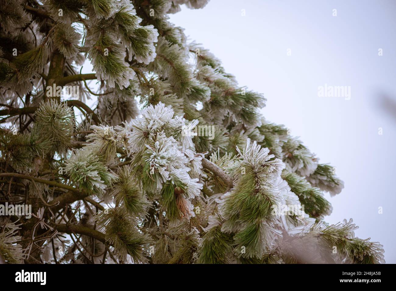 Pine trees covered in frozen rain. Winter landscape after a freezing ...