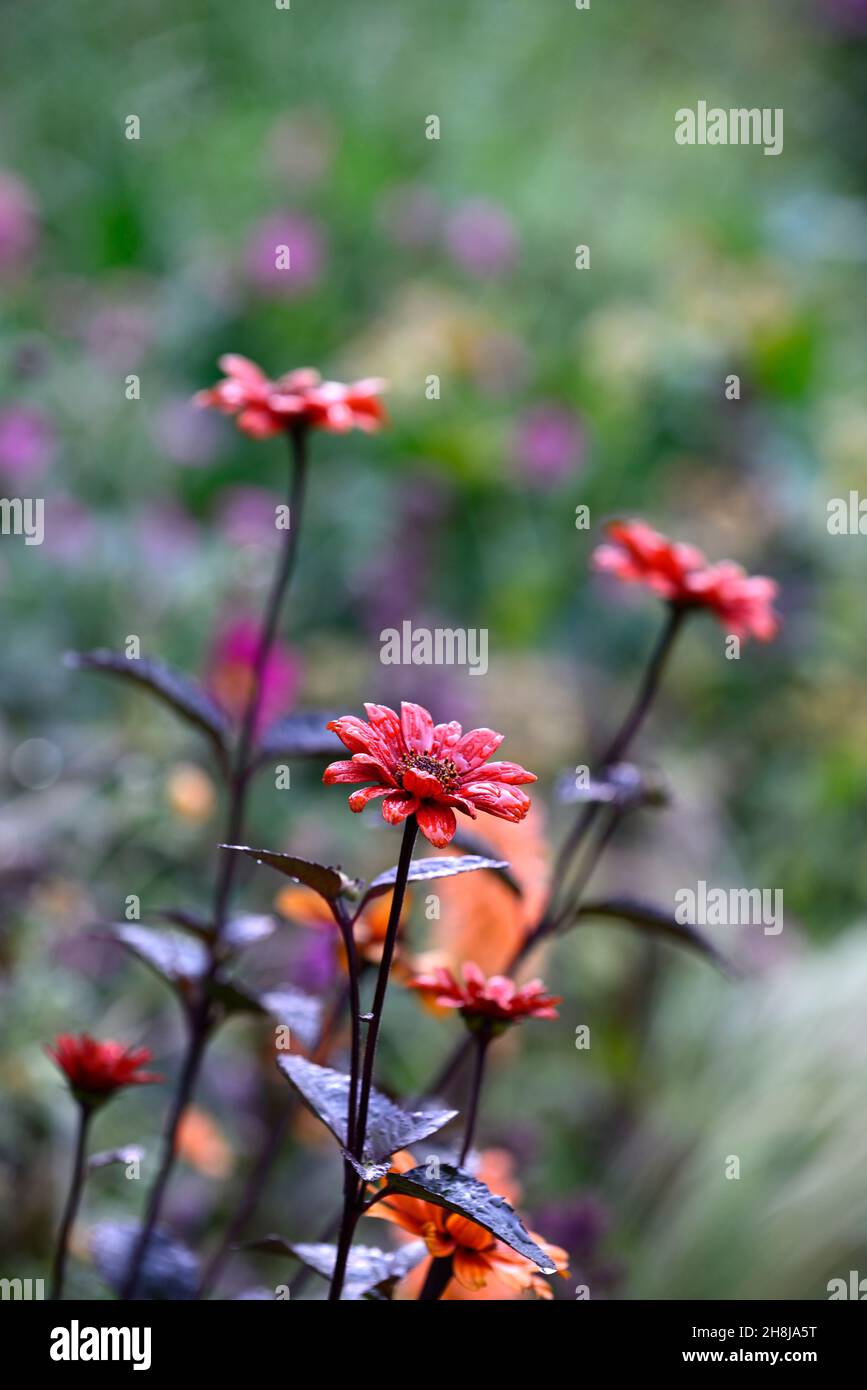 Heliopsis bleeding hearts hi-res stock photography and images - Alamy
