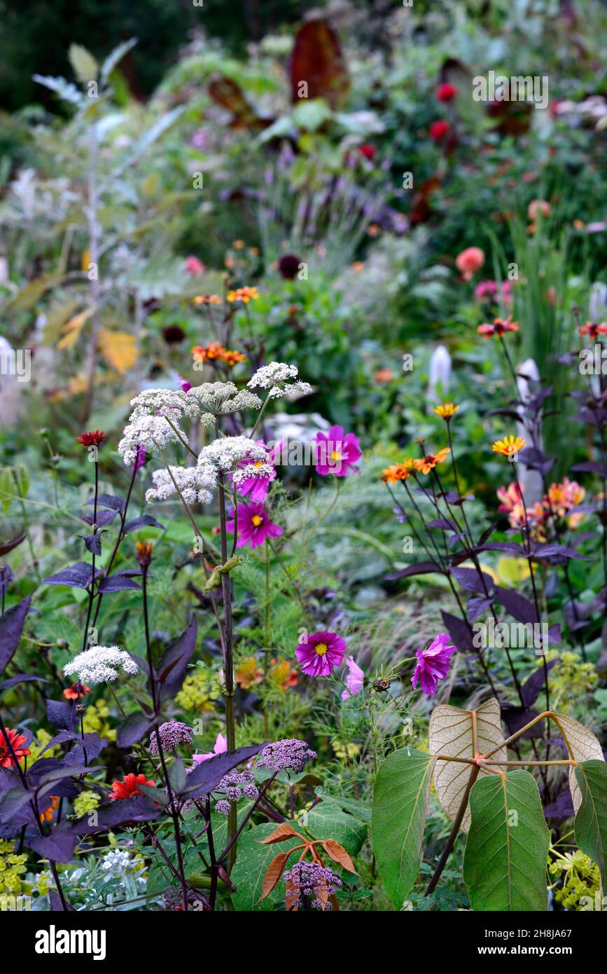 Heliopsis helianthoides var scabra Bleeding Hearts,Heliopsis ...