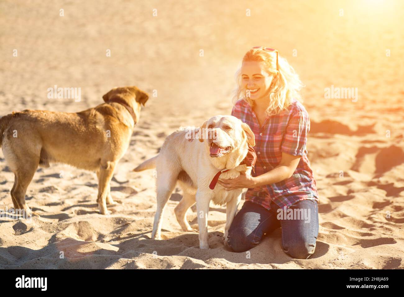 Two labrador friends playing on the beach. Sun flare Stock Photo - Alamy