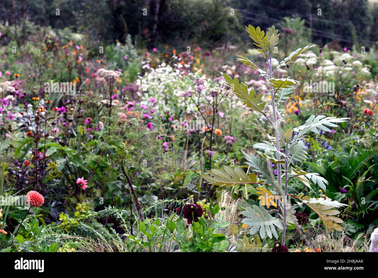 Bocconia frutescens,plume poppy,tree poppy,tree celandine,parrotweed ...