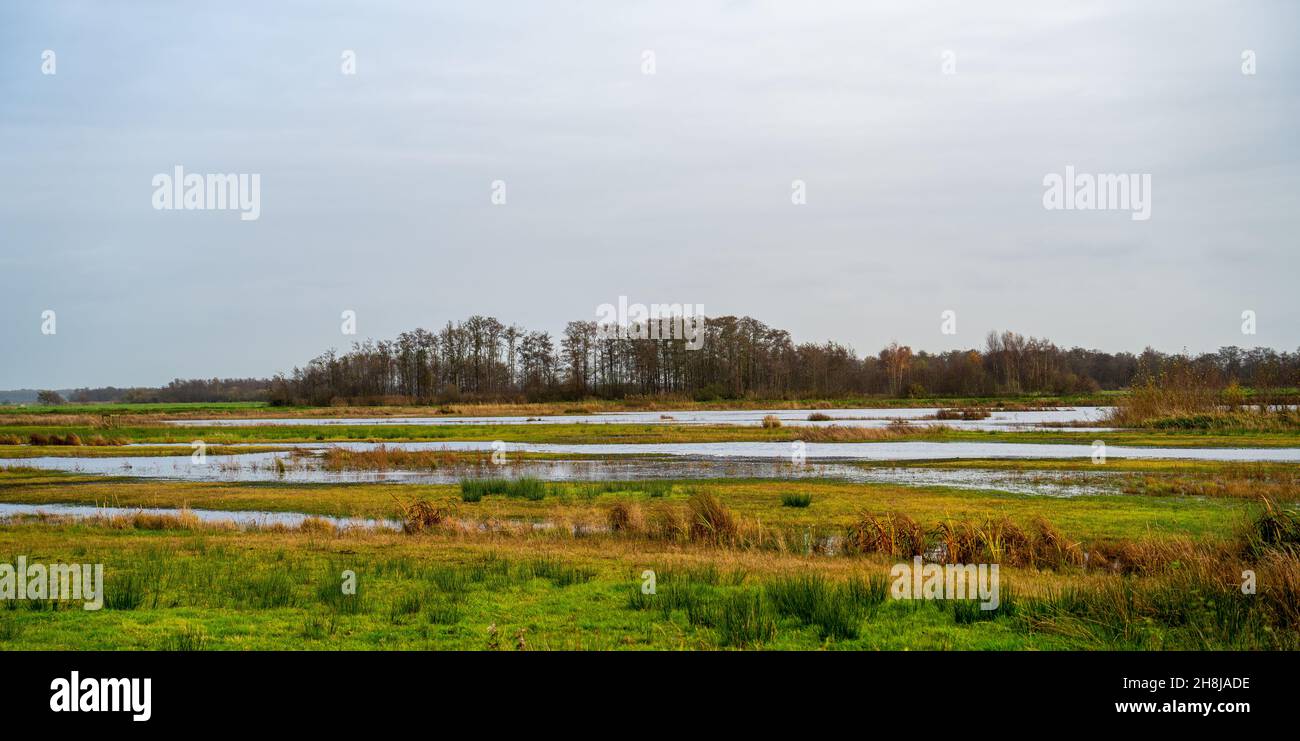 Marshland in a new created nature reserve near Utrecht and Hilversum ...