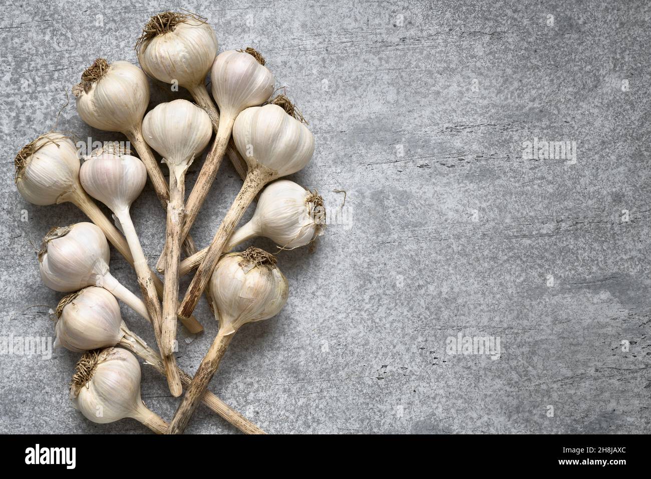 Fresh garlic harvested from the garden for sale. Cooking ingredient ...