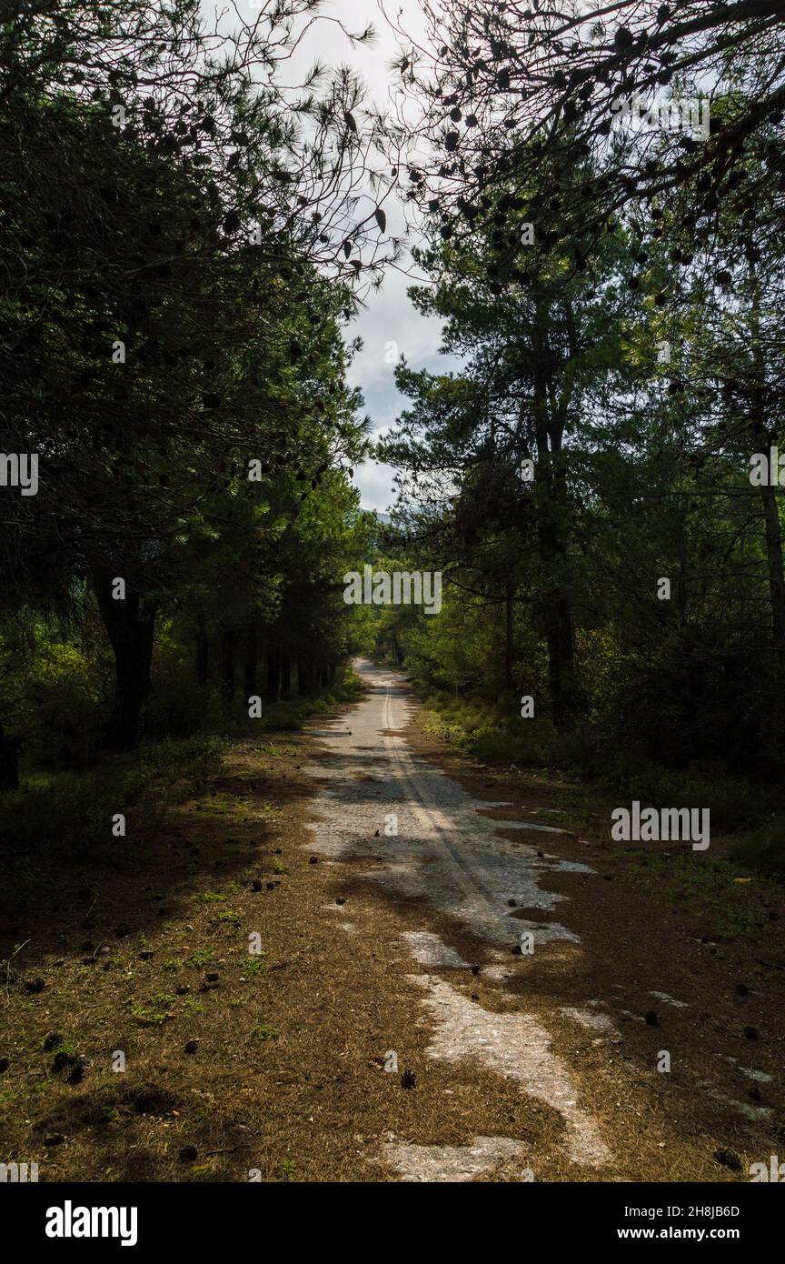 Old road inside forest hi-res stock photography and images - Alamy