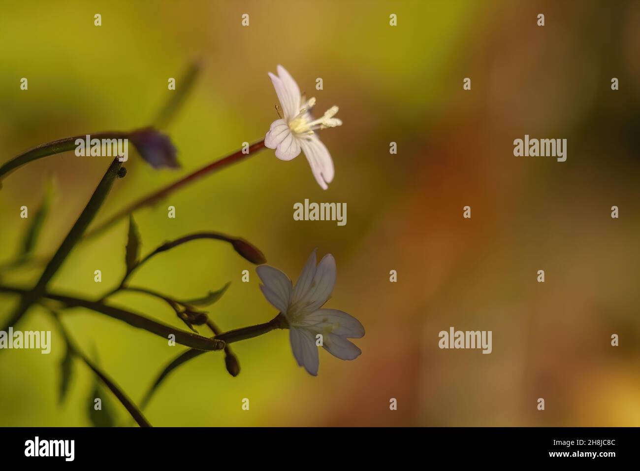 Marsh willow herb hi-res stock photography and images - Alamy