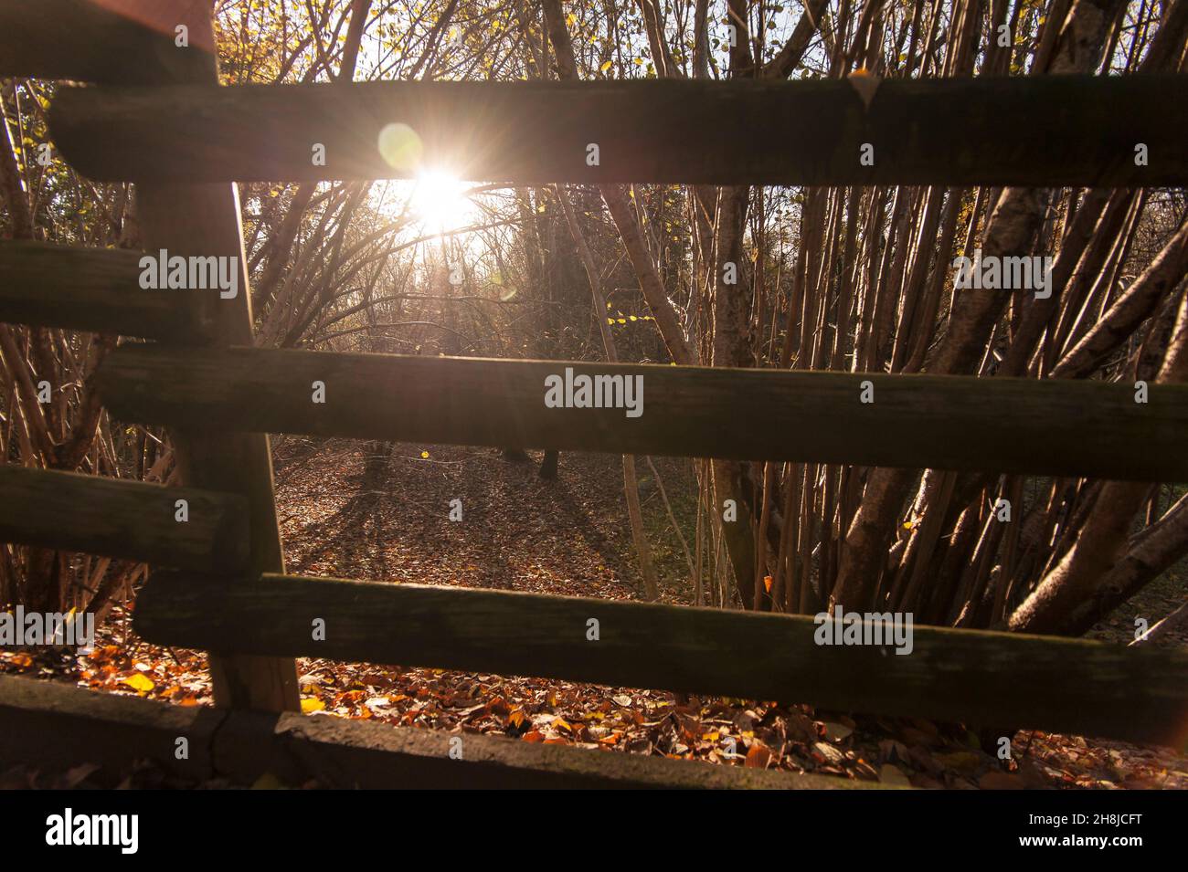 Pathway in a forest Stock Photo - Alamy